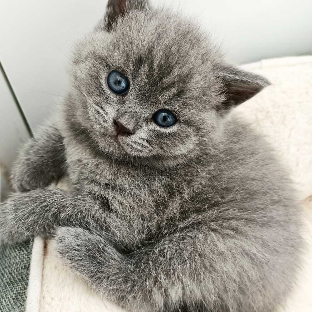 British Shorthair Breeder Melbourne Violicity British Shorthair Cats British Shorthair Breeder Melbourne Violicity British Shorthair Cats
