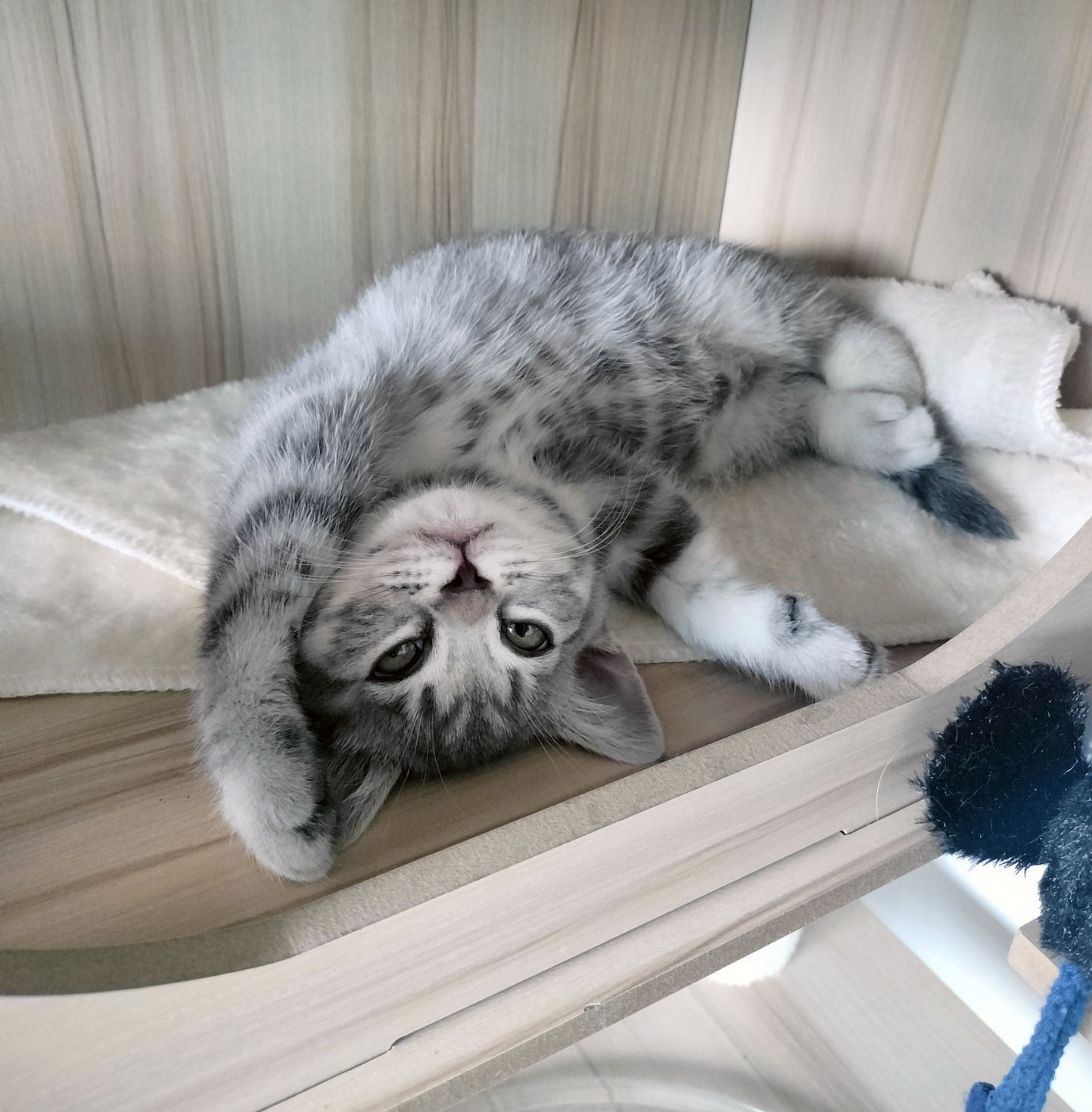 British Shorthair Breeder Melbourne - Violicity British Shorthair Cats